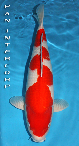 Koi.com -Koi Details - Inazuma Alexandria