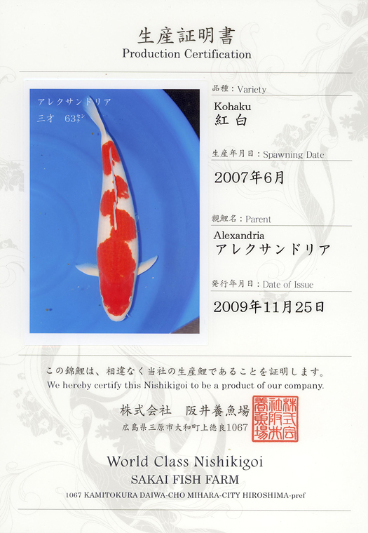 Koi.com -Koi Details - Inazuma Alexandria