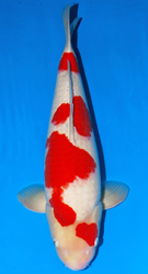 Koi.com - Retail Koi Collection: Featured Koi